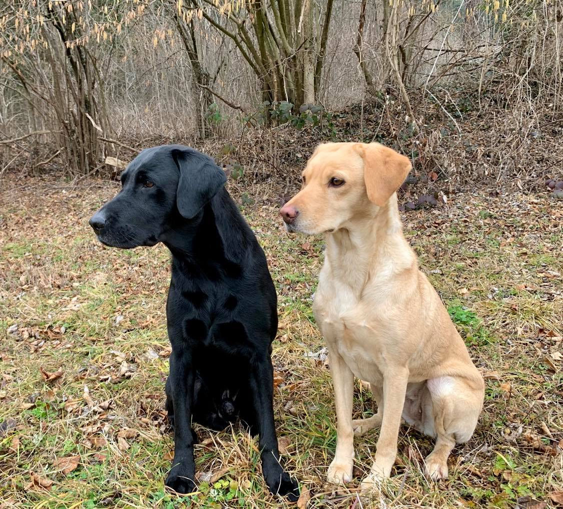 Zucht - Clockwork Labradors