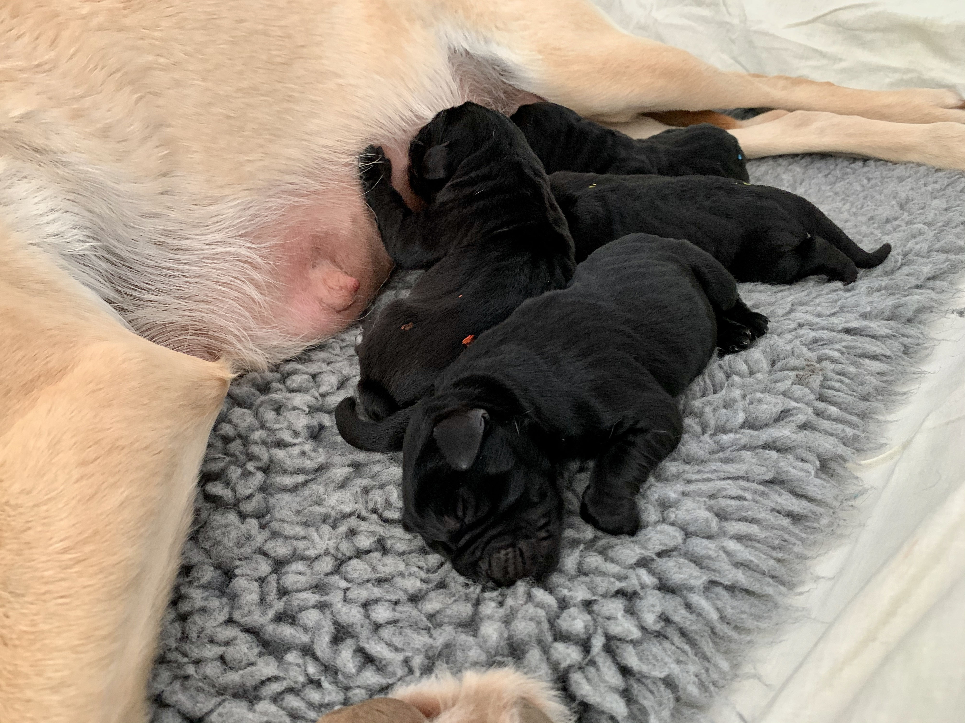 Zucht - Clockwork Labradors