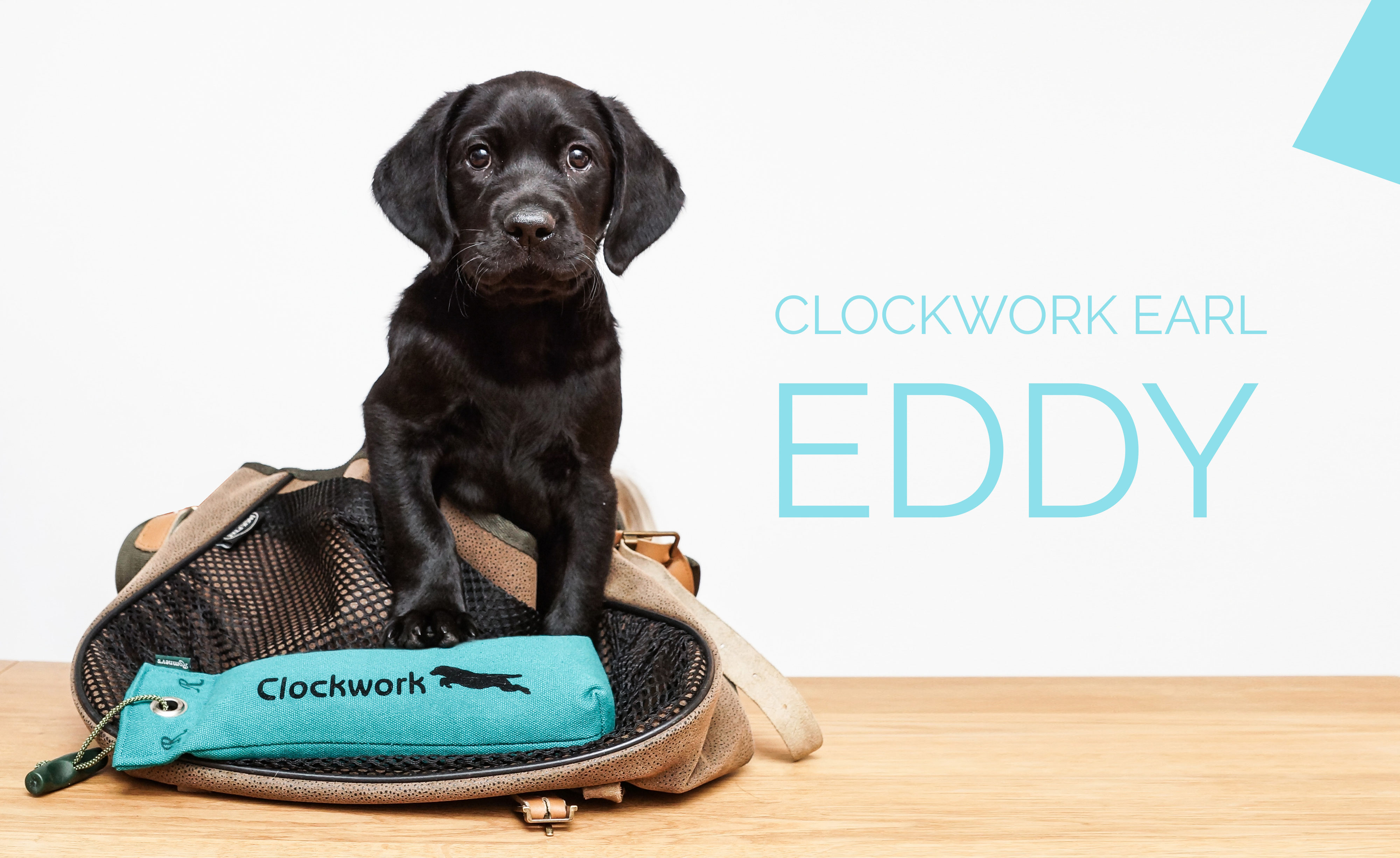 Zucht - Clockwork Labradors