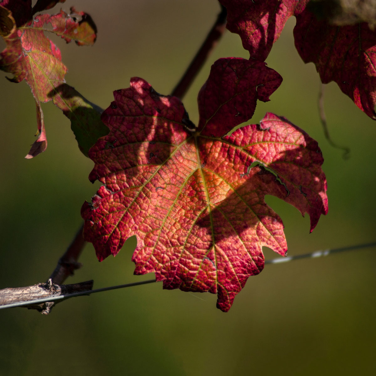 Il Nebbiolo: cosa c'è da sapere - Cantina Il Chiosso