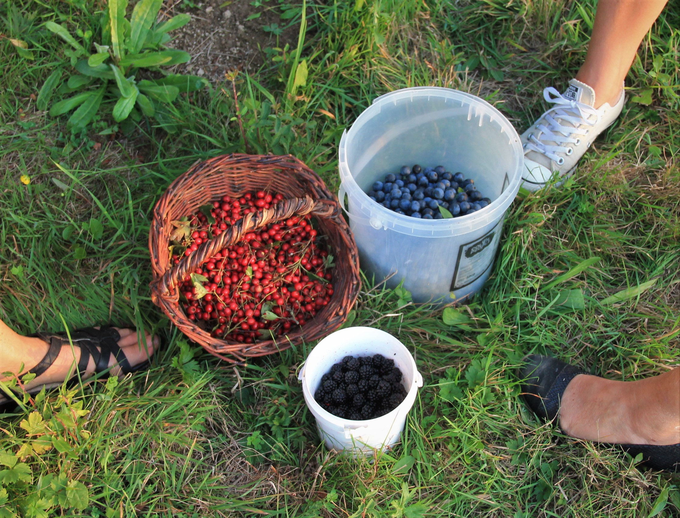 Récoltes de baies sauvages - Site de la tisane lumineuse