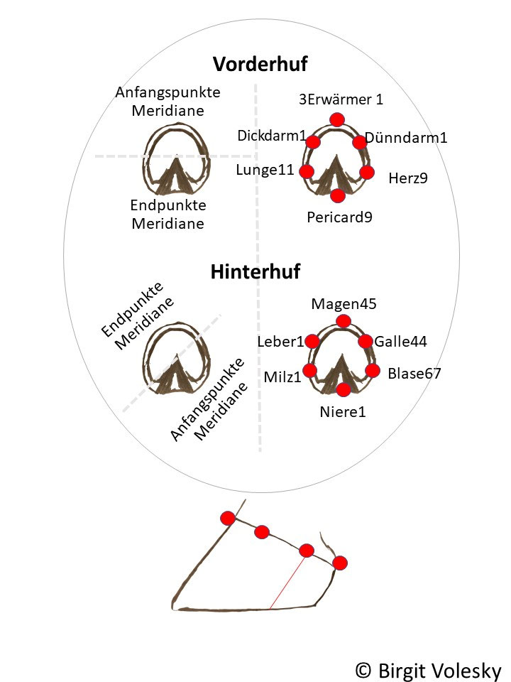 Du hast die Hufe schön… Was der Huf über die Gesundheit Deines Pferdes ...