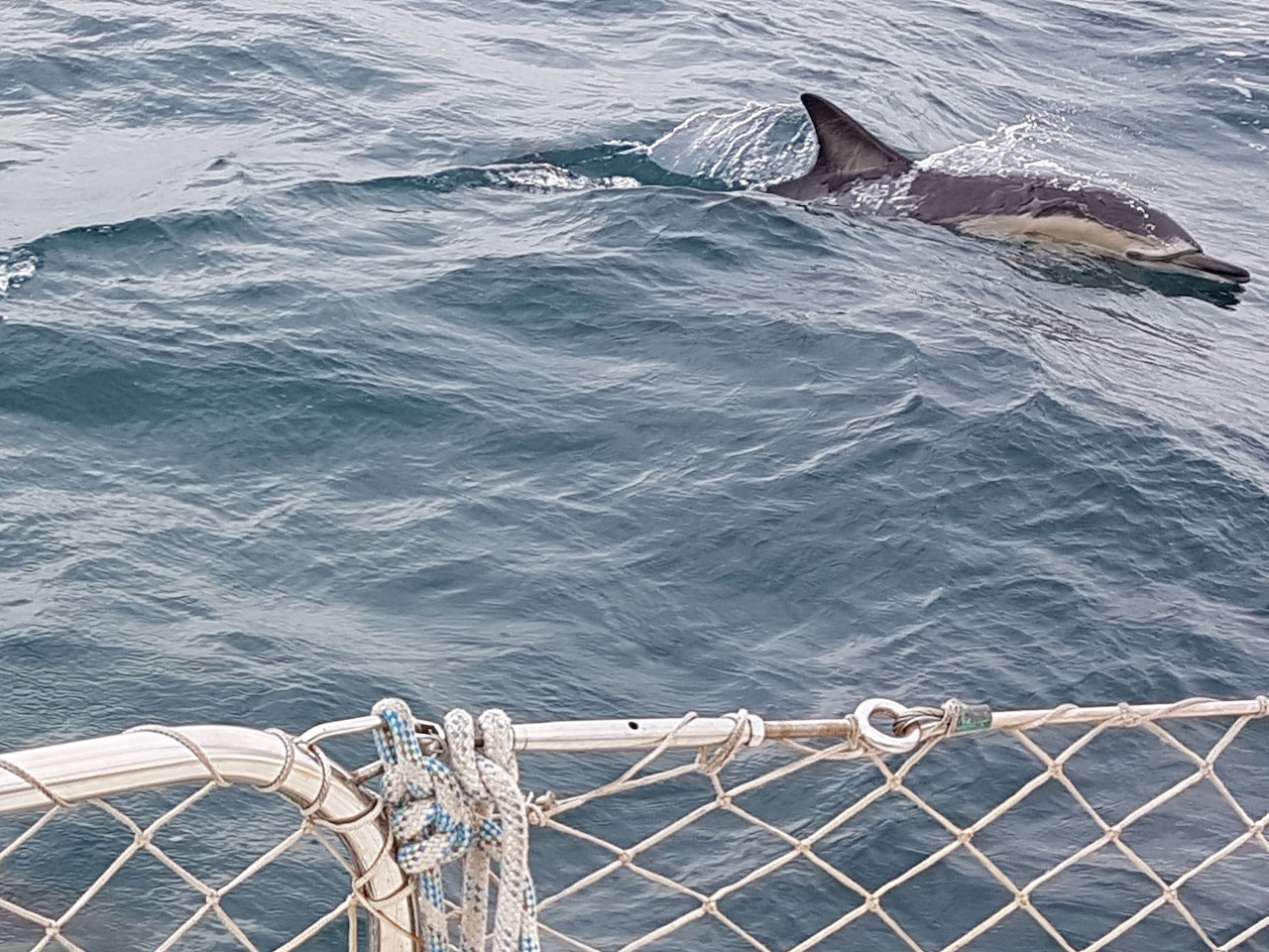 Cherbourg – Brest (38 Std.) - Sailing Mika