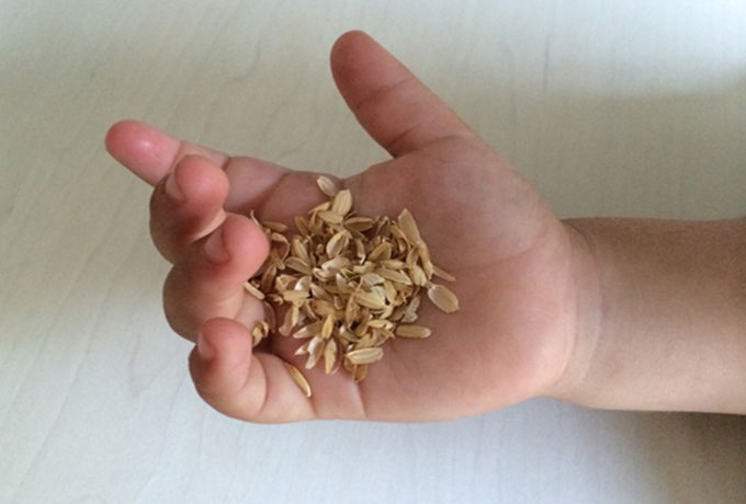 Oryzite, una alternativa real al plàstic - Página web de ...