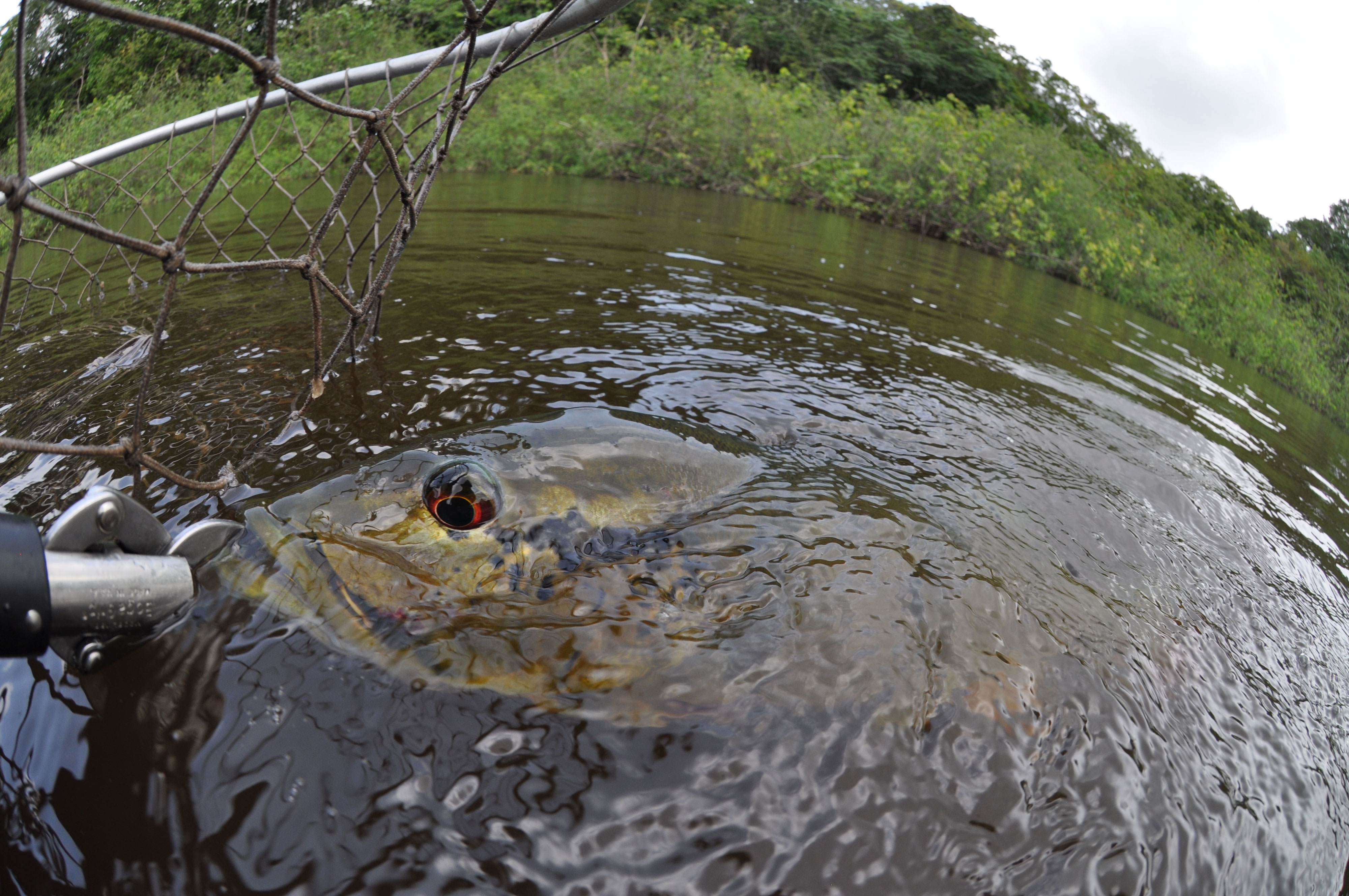 adventure amazon - part 1 - projetbassthumb