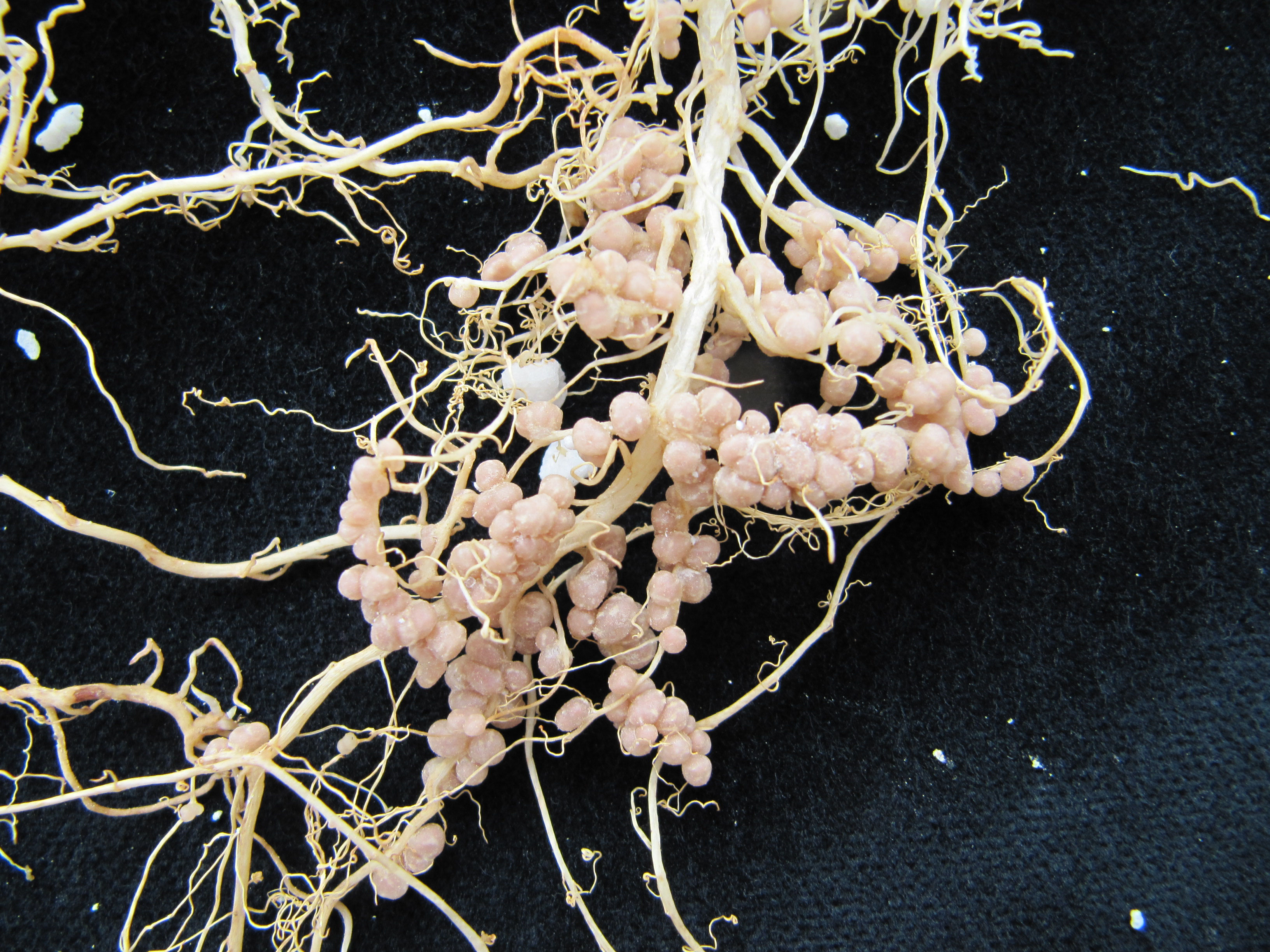 Rhizobia are key partners for an eco-friendly agriculture - TRUE Project
