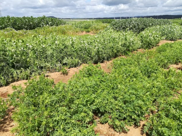 Grain legume cultivation in Mediterranean rain fed low-input farming ...