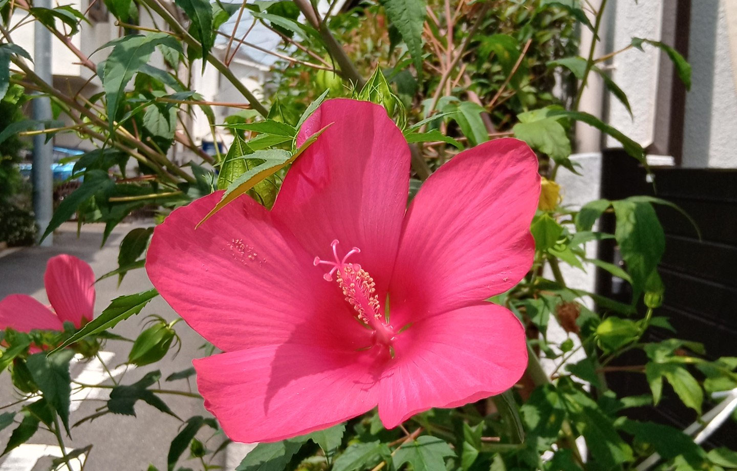 「弓歩」考 - 太極拳-t.takayama