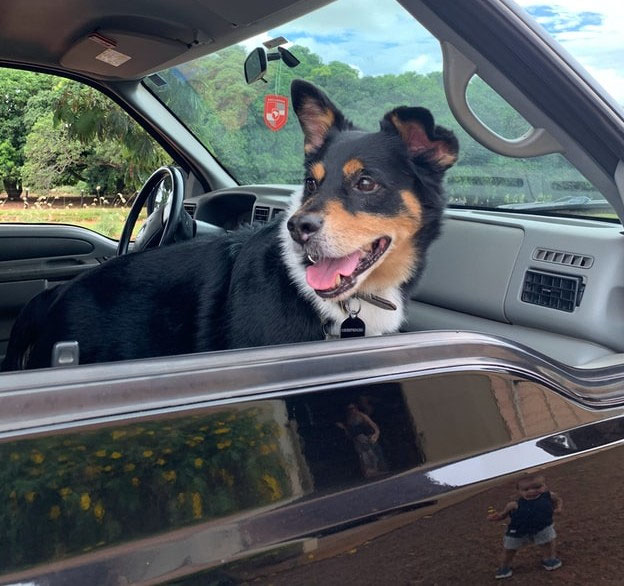 Oververhitting? - 6 symptomen van een te warme hond - Lindaschrijfthetop.nl