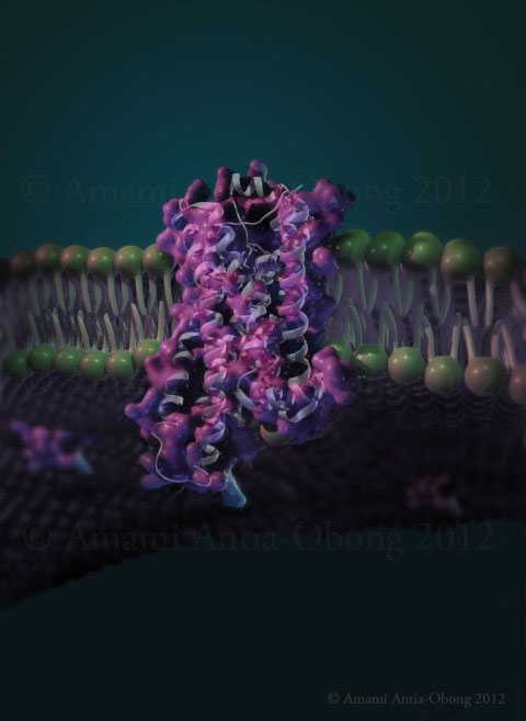 Chemokine receptors: a promising GPCR family to target? - Innovative ...