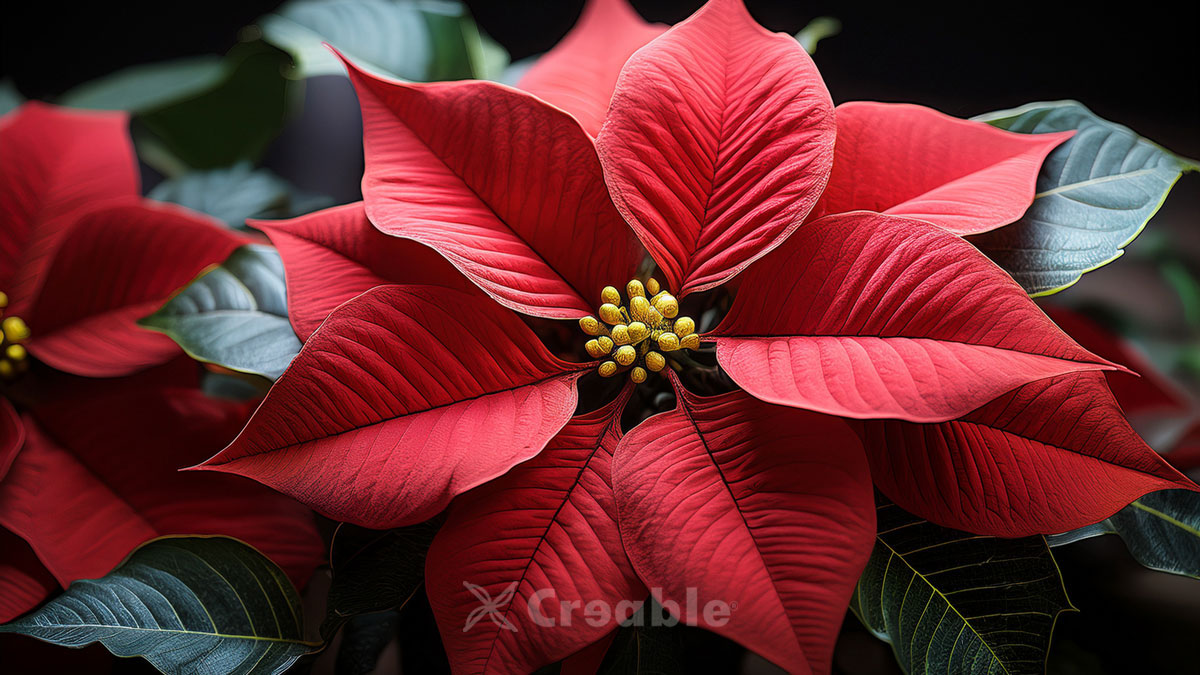 La Flor de Nochebuena: Un símbolo mexicano con raíces ancestrales - Creable
