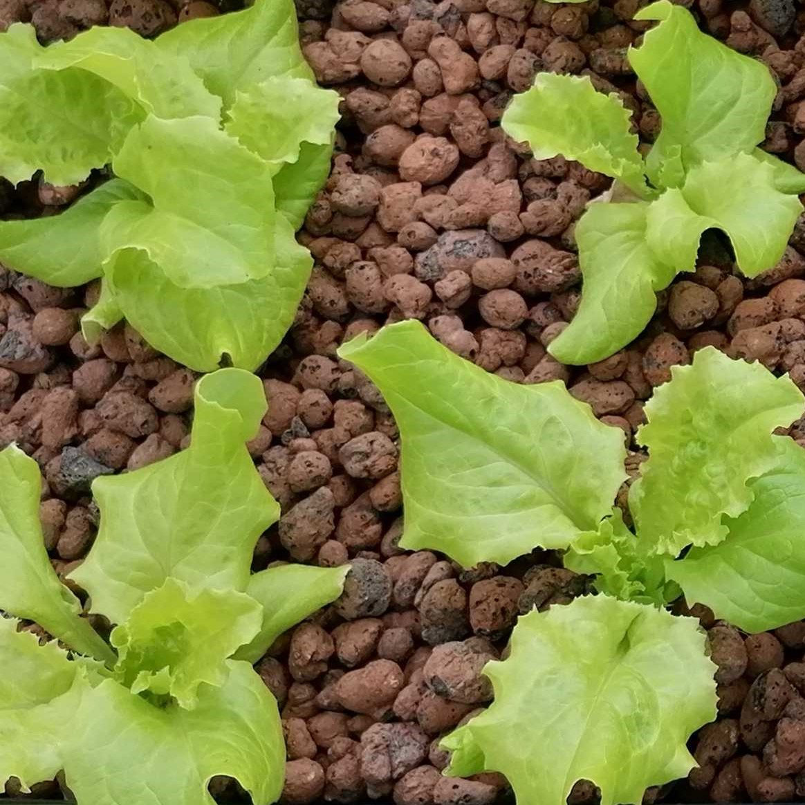 Was ist Hydroponik? - SINTERRA - Hydroponics without substrate