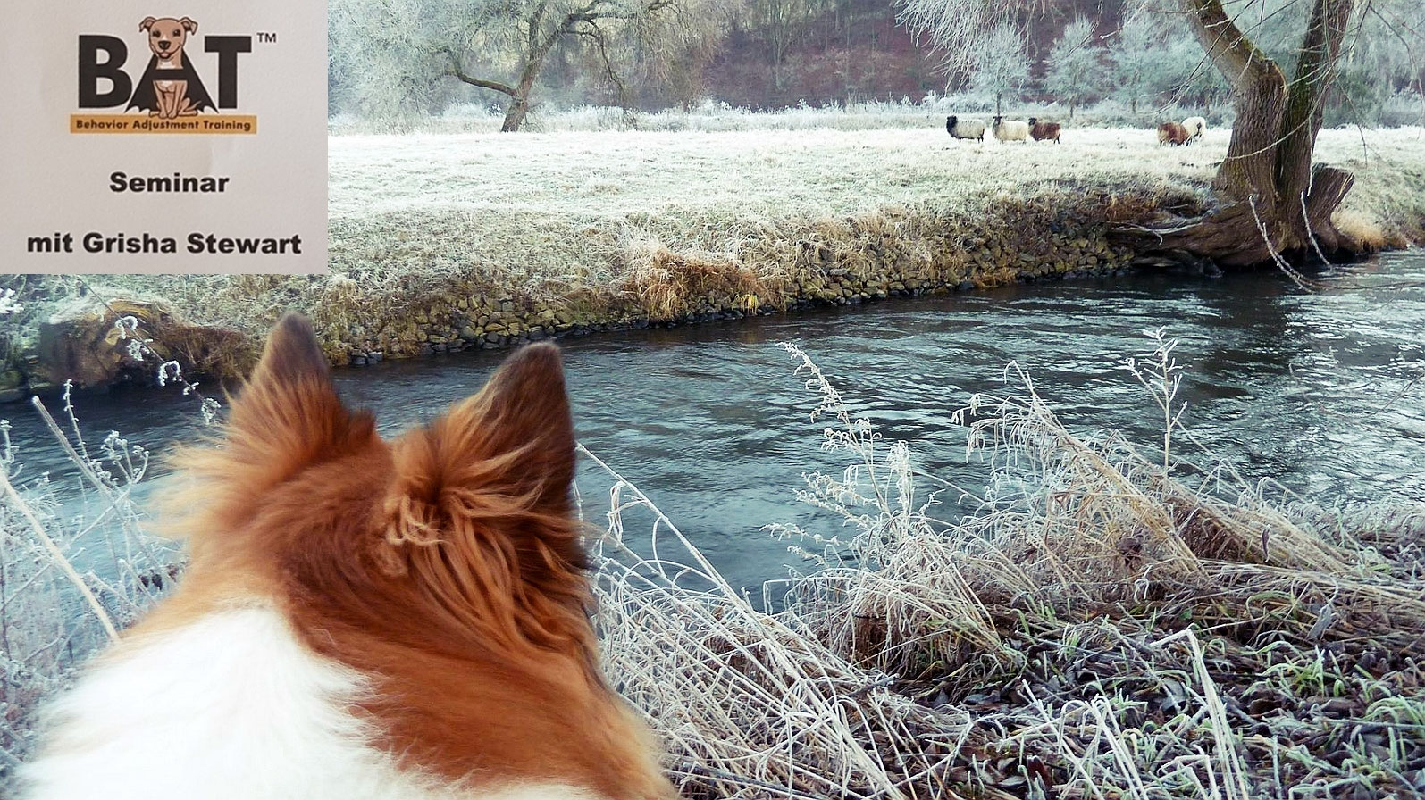 2 Tage BAT-Seminar mit Grisha Stewart - dogwithmes Webseite!