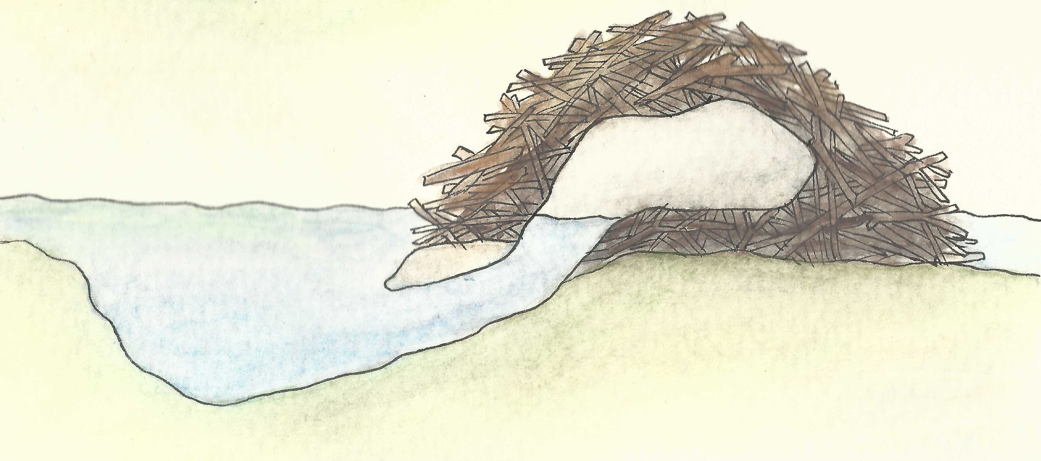 Warum baut der Biber eine Burg? - Moin Biber - Loki Schmidt Stiftung