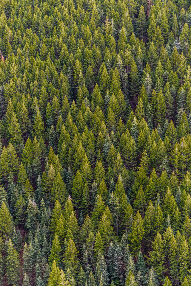 Vermisst: Wo ist Scarlett? Junge Wanderin im Schwarzwald verschwunden ... Vermisst: Wo ist Scarlett? Junge Wanderin im Schwarzwald verschwunden ...