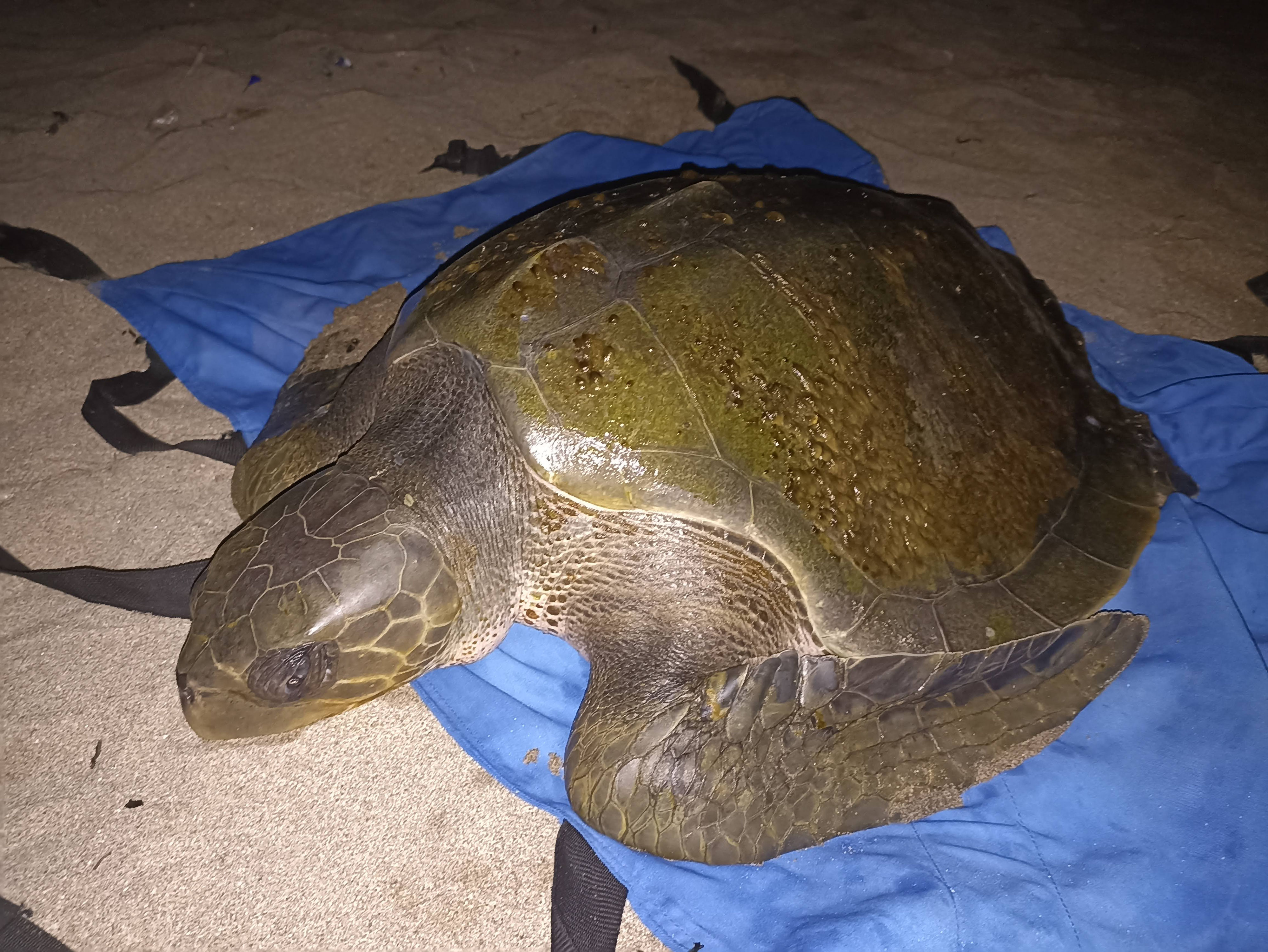 Turtle in Rescue at Kuta - www.tcecserangan.jimdo.com