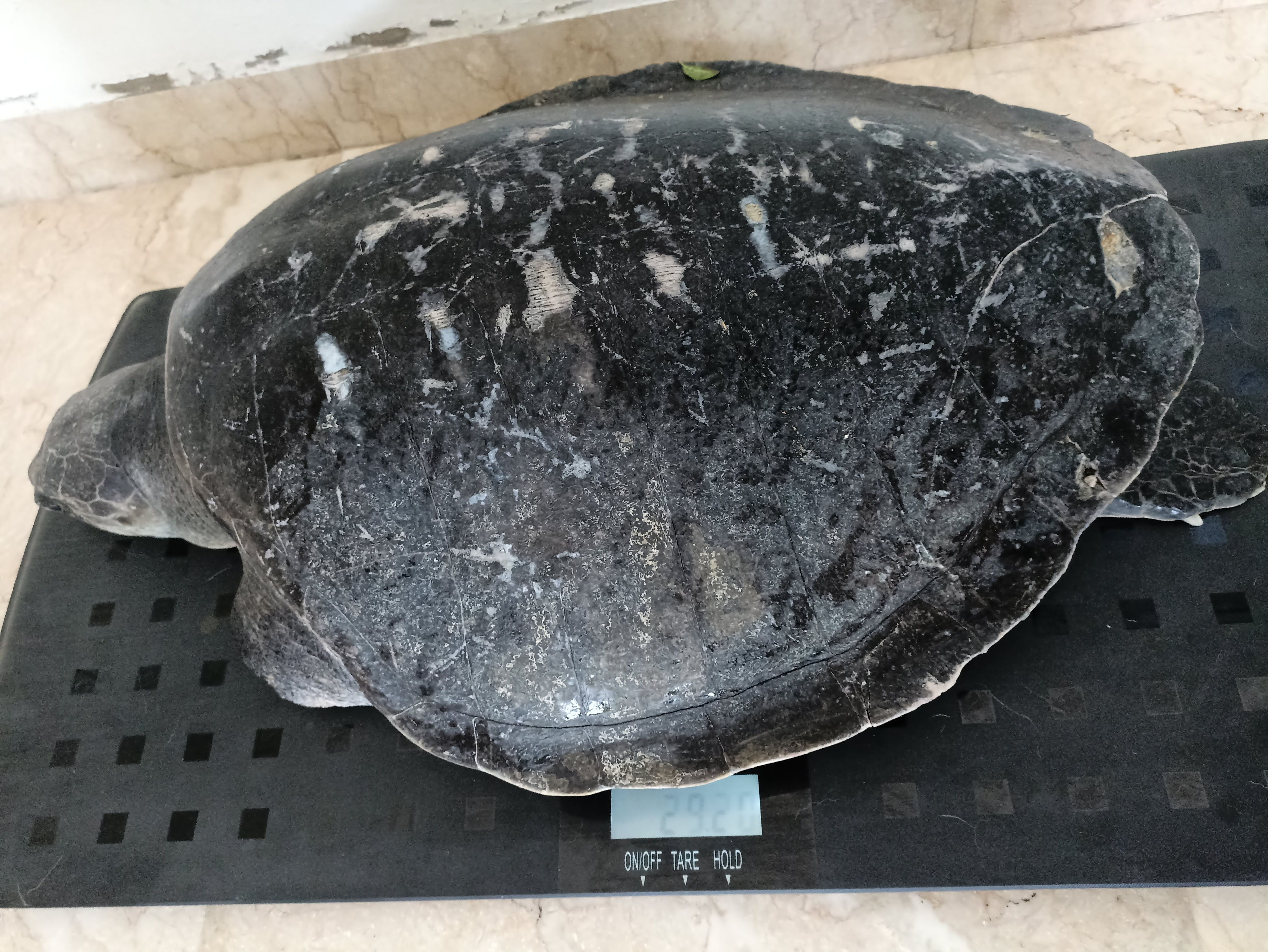 Turtle without fins stranded on Kuta beach - www.tcecserangan.jimdo.com