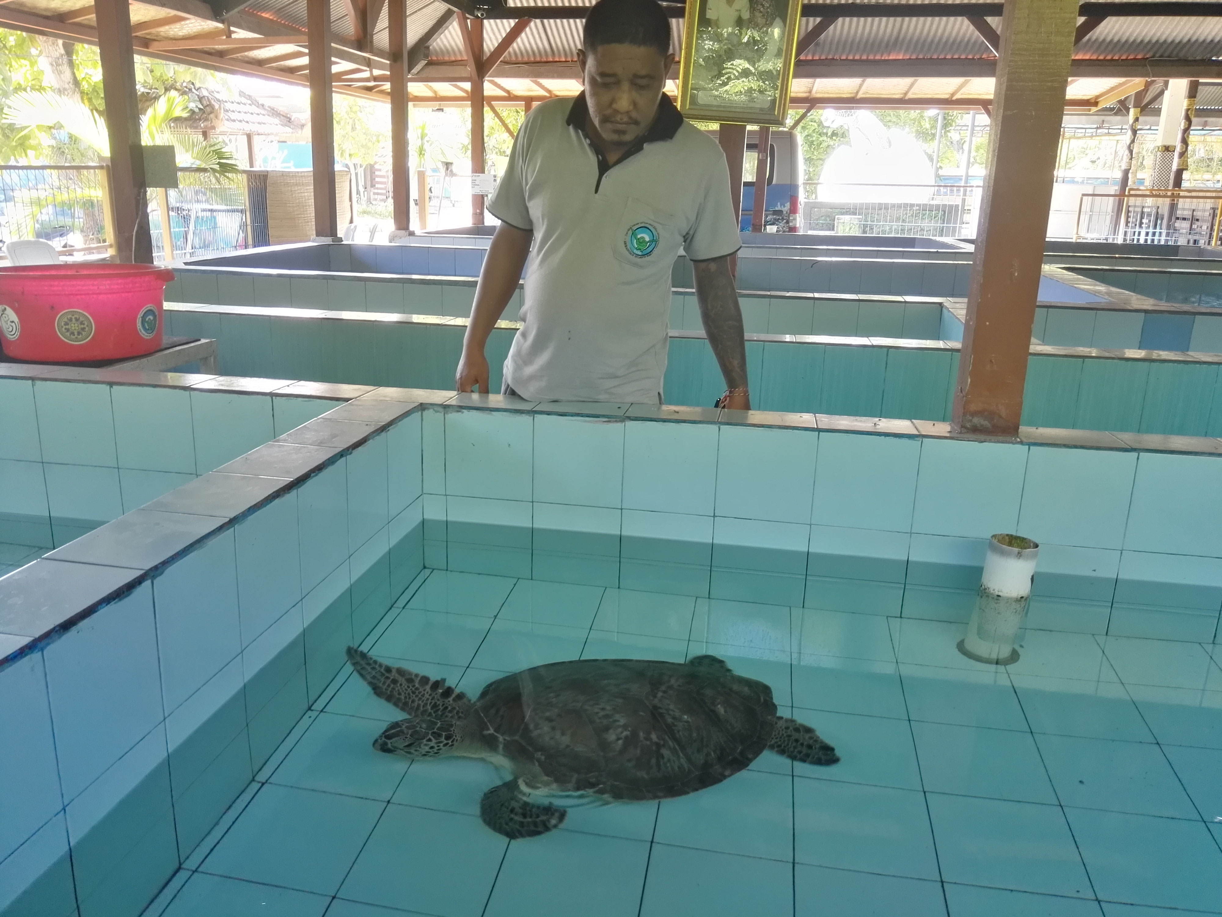 Be Turtle Friends - www.tcecserangan.jimdo.com