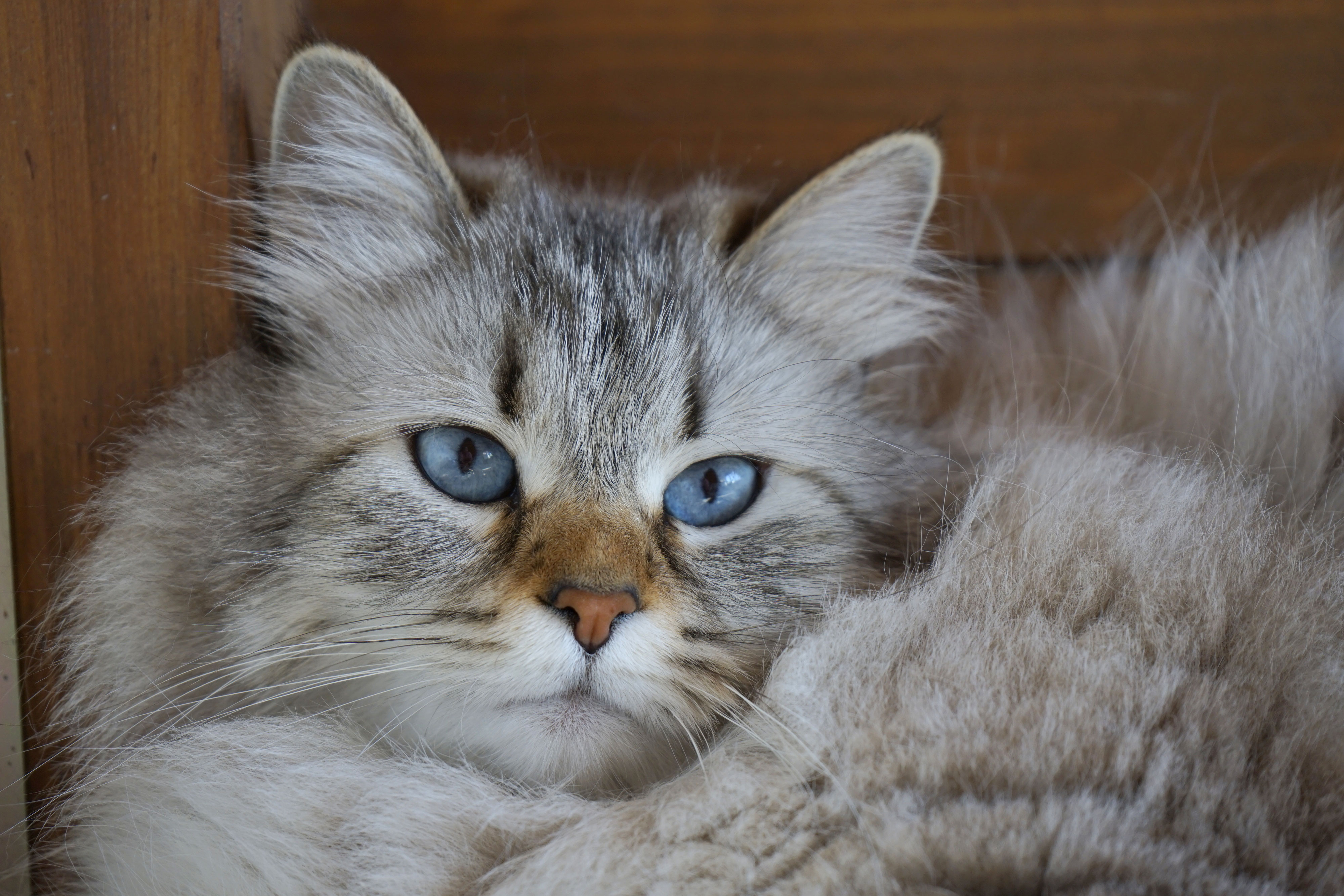 Il Blog del gatto siberiano - Allevamento di gatti siberiani a Roma