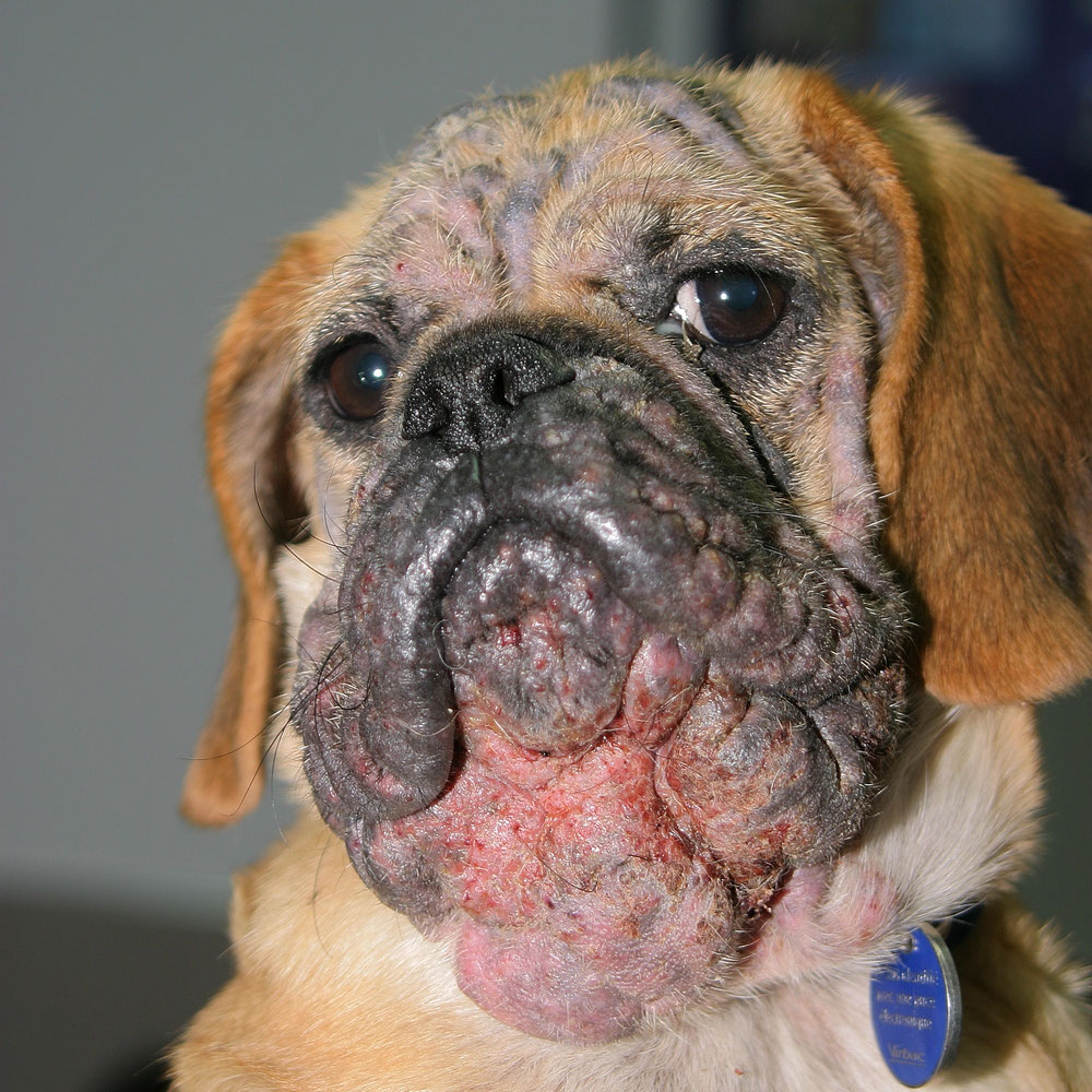 Albums 103+ Pictures Nasal Dermatoses In Dogs Images Completed