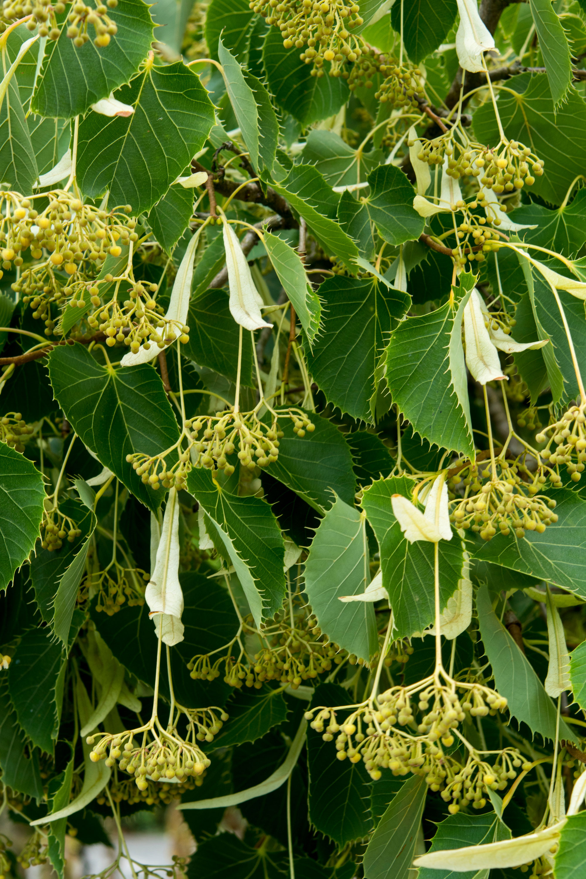 Tilleul de Henry - Tilia henryana - Wallonie en Fleurs