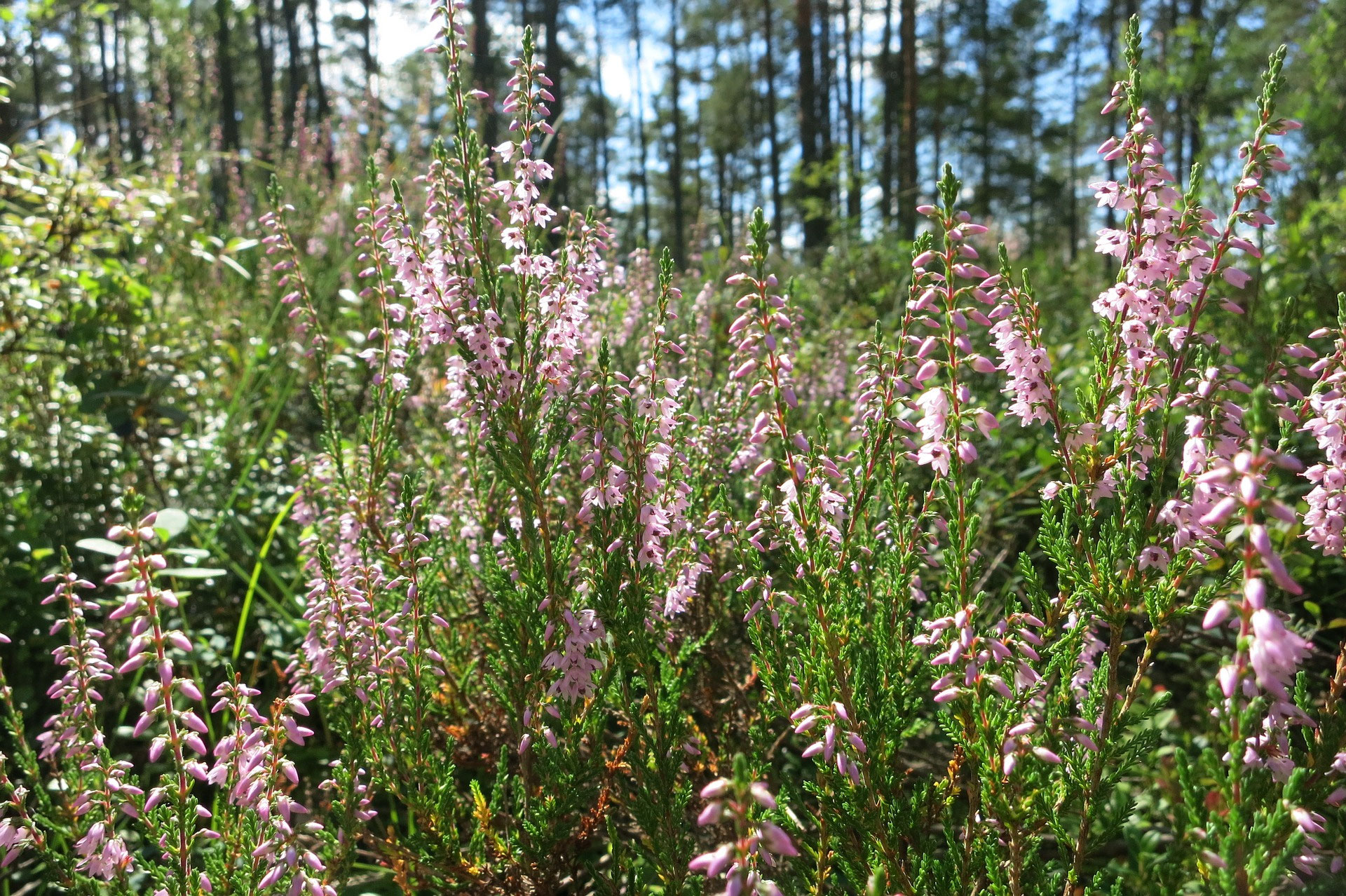 Bruyère commune ou vulgaire, callune - Wallonie en Fleurs