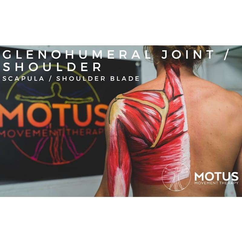 The role of the Scapula in the Glenohumeral Joint / Shoulder - Motus ...