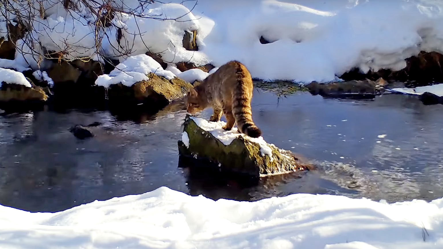 Conférence sur la Loutre d'Europe et le Chat forestier - CC Pyrénées ...