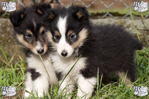 Noms de chien en "O" pour l'année 2018, voici quelques idées - EC ...
