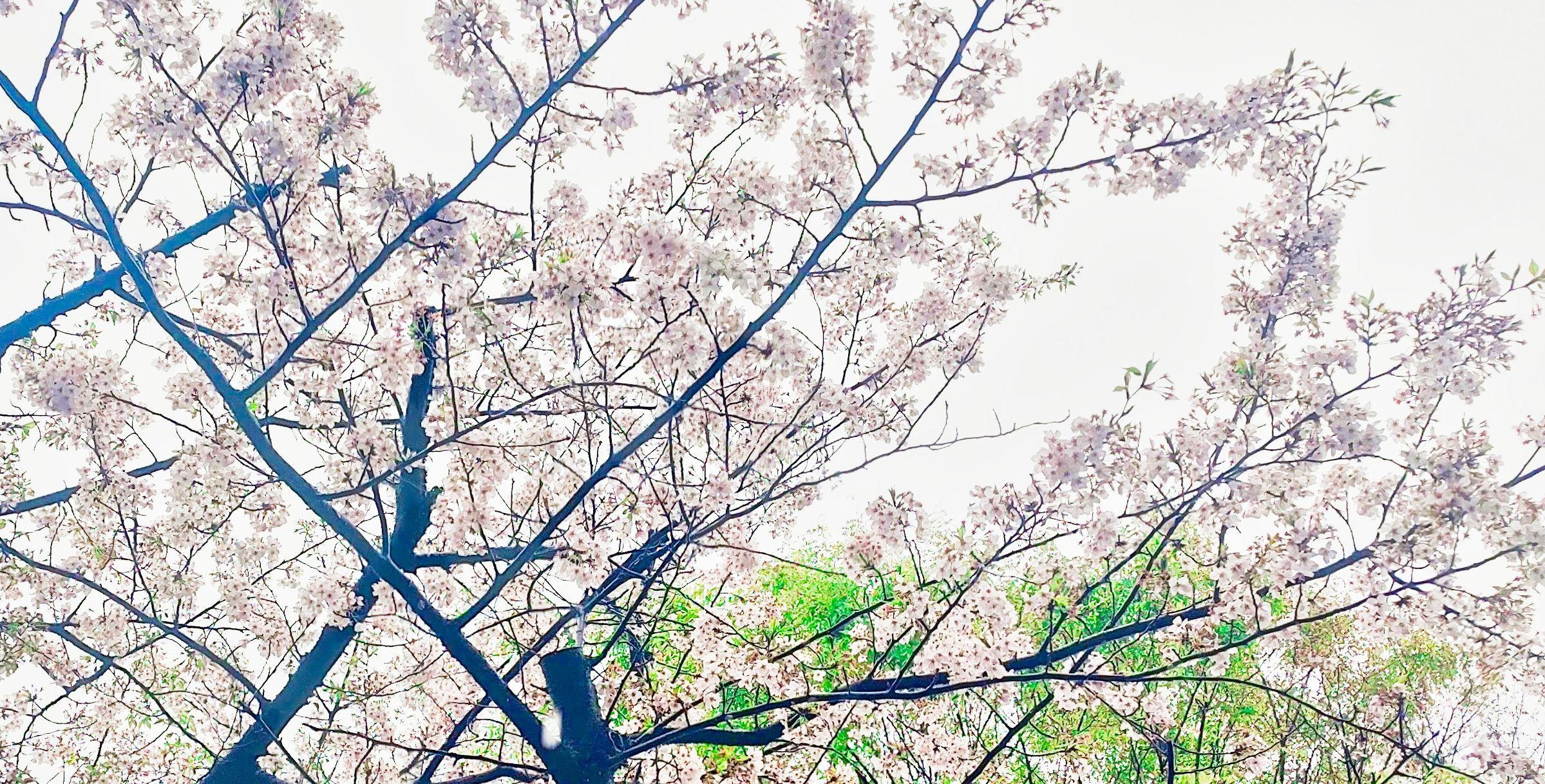 入学式 PTA会長祝辞 - 4-pta ページ！