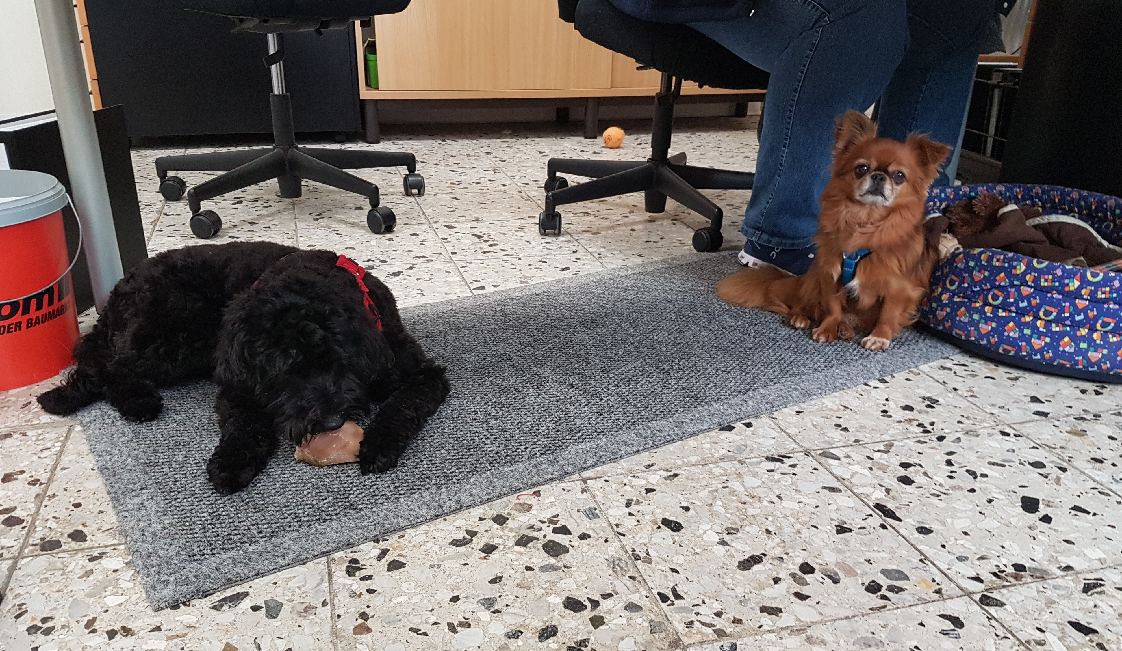 Arme Pia, oder? - Tiertafel RheinErft e.V.- Futterausgabe der Tiertafel ...