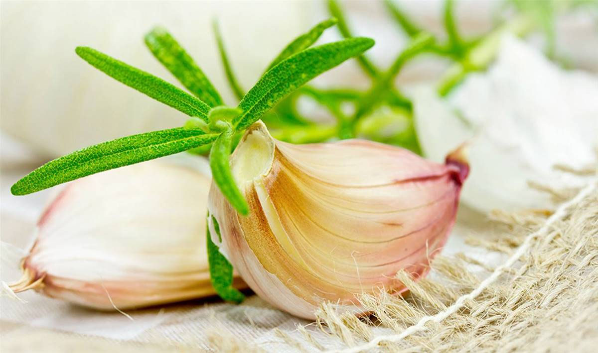 El Ajo - Driadas.uy:: Extractos Botánicos