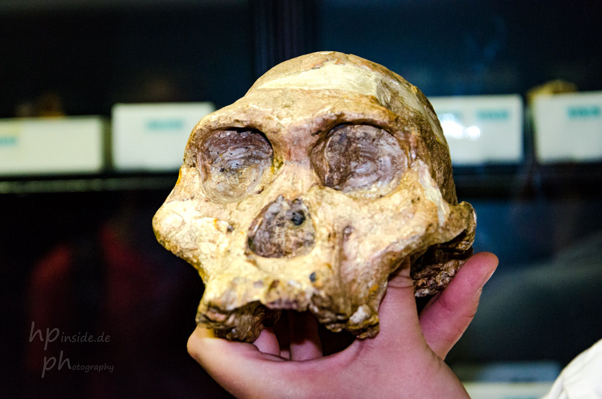 Mrs. Ples - hpinsides Webseite!