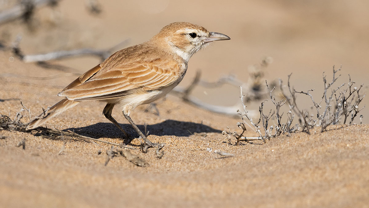 Reisebericht: Nord-Namibia - Leander Khil | Birds/Conservation/Photography