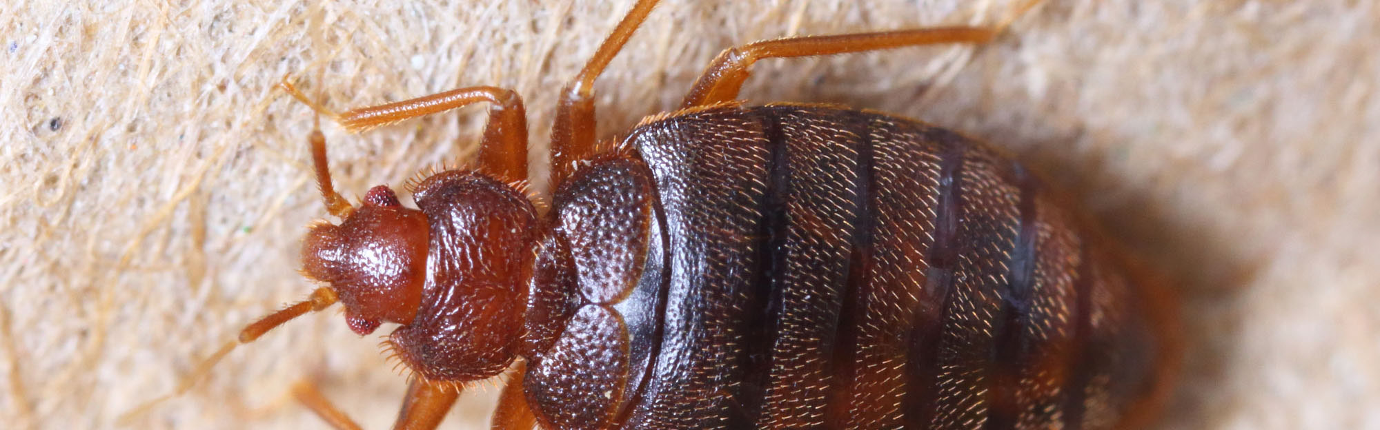 Glossar - Schädlingsbekämpferverband WEST e.V.