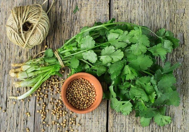 Beneficios del Cilantro - Pronapresa