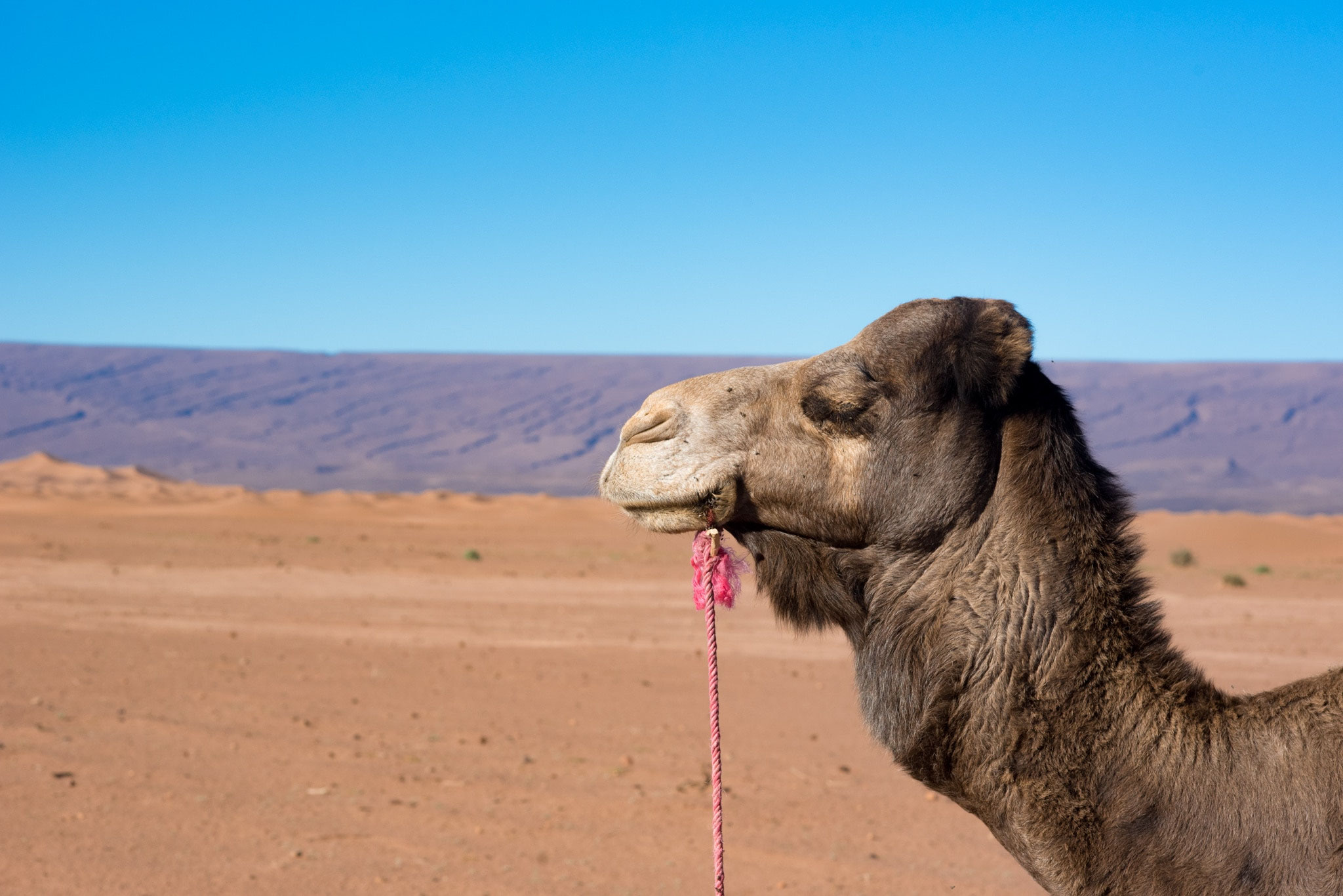 Animaux du désert marocain - Voyage désert Maroc