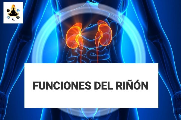 Funciones del Riñón - digitopuntura