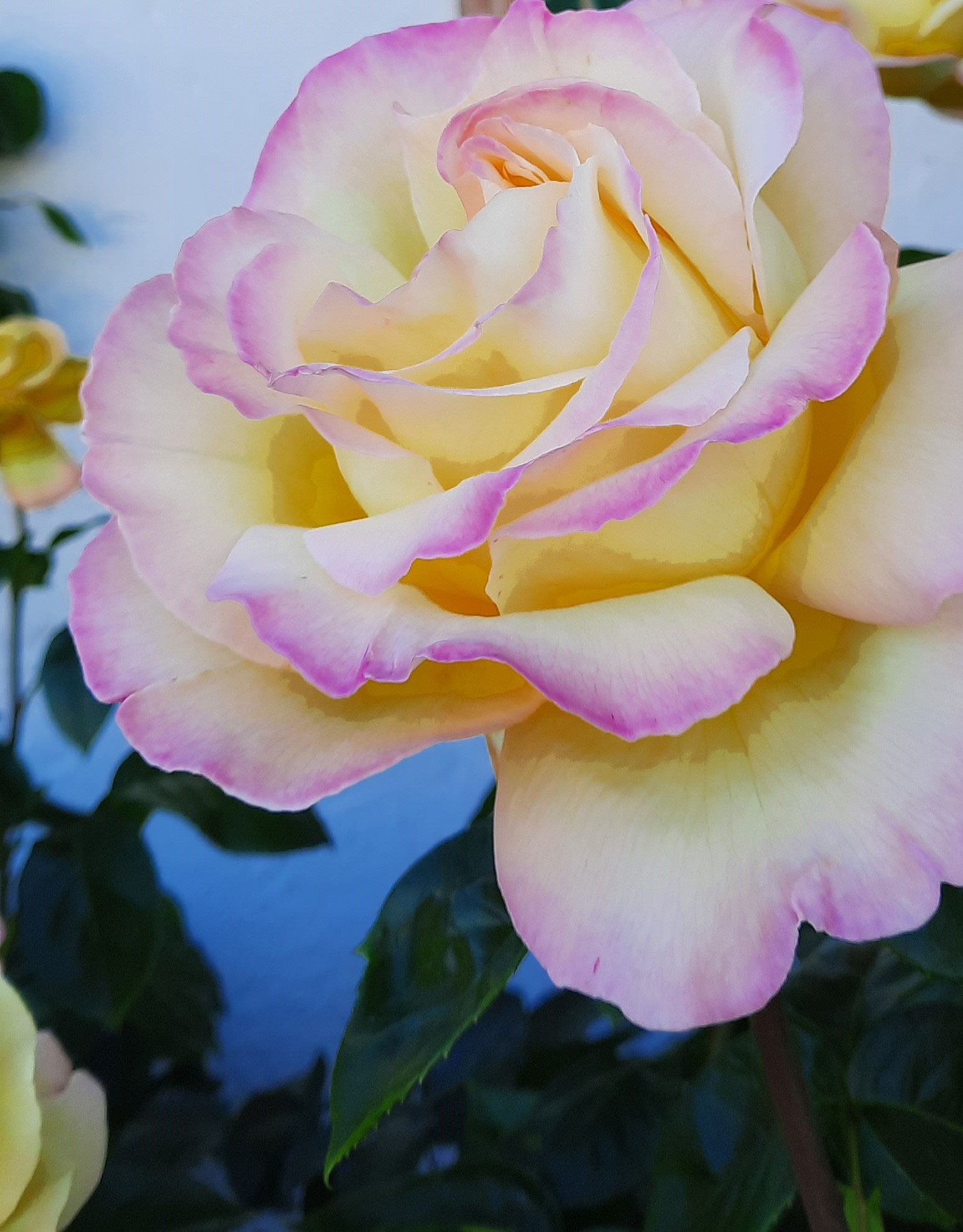 Glück ist wie eine Rose - Lebensweisheiten aus Sicht einer Bäuerin