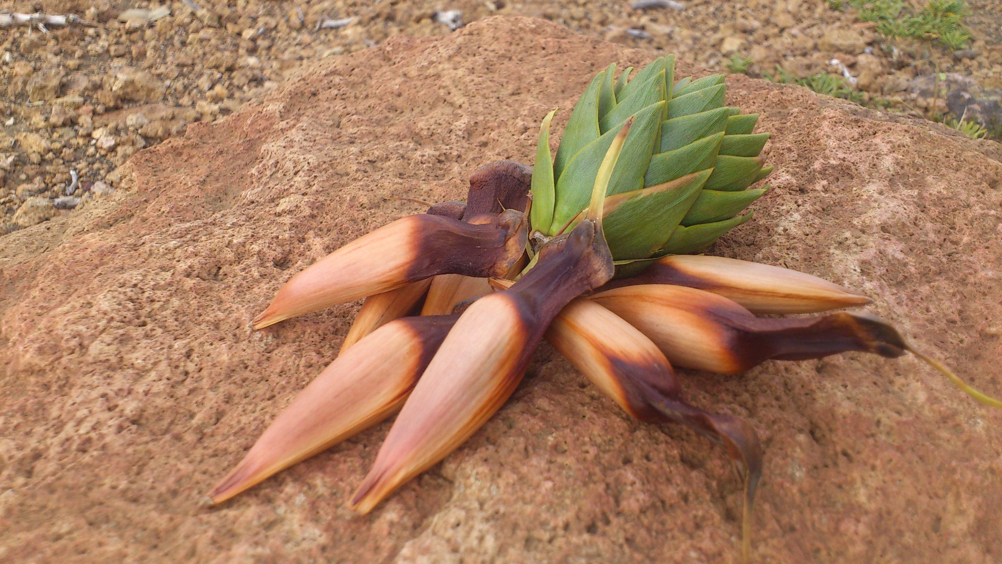 El piñon - Descubre icalma, playa, Lago y nieve para tus vacaciones.