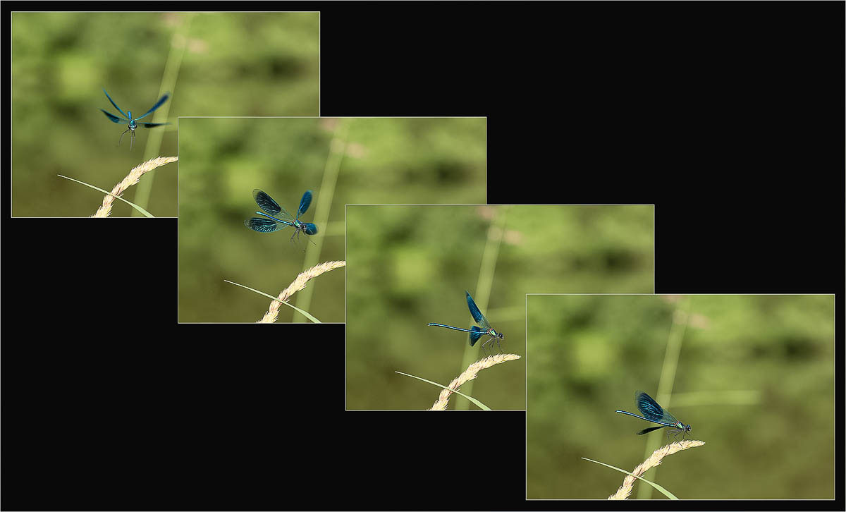 Themenwettbewerb: "Serien und Sequenzen" - Fotografische Gesellschaft ...