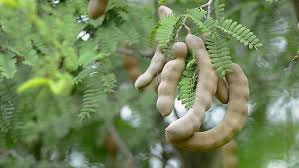 Tamarind story - "tamar hindi" (Indian date) - Kochkurse indisch