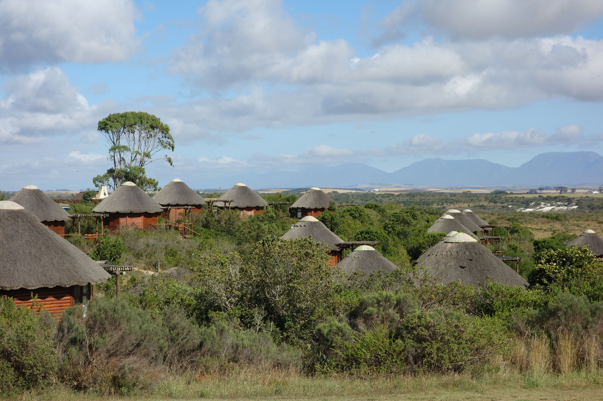 Albertinia - Safari at Garden Route Game Lodge - Travelsforfoodies