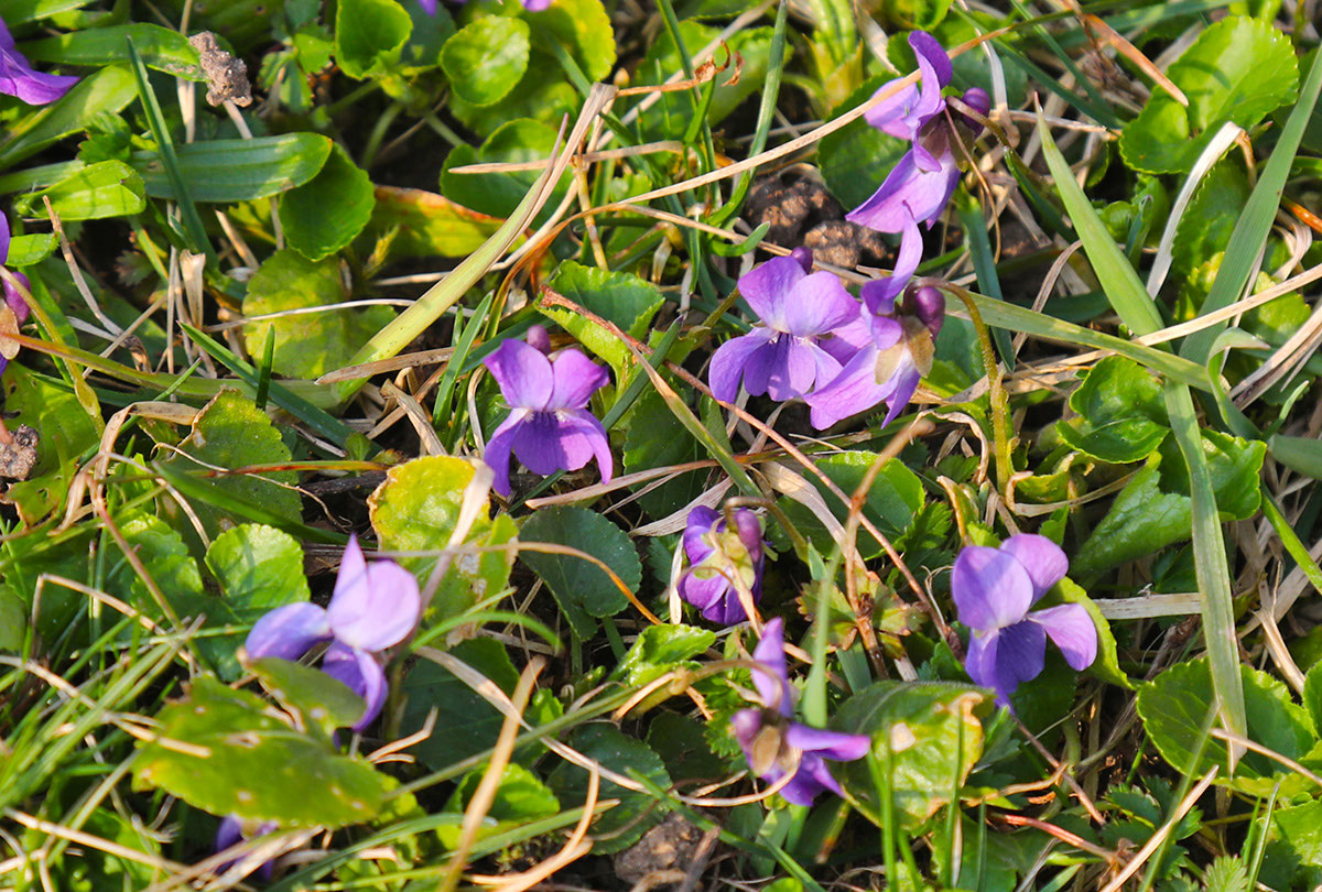 Wohlriechendes Veilchen - schade, dass es kein Riech-Internet gibt ...