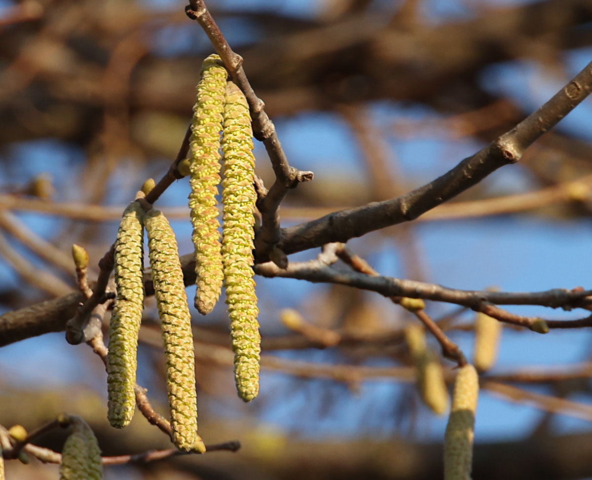 Pollensaison hat auch in Horn begonnen - Horner Internet Zeitung