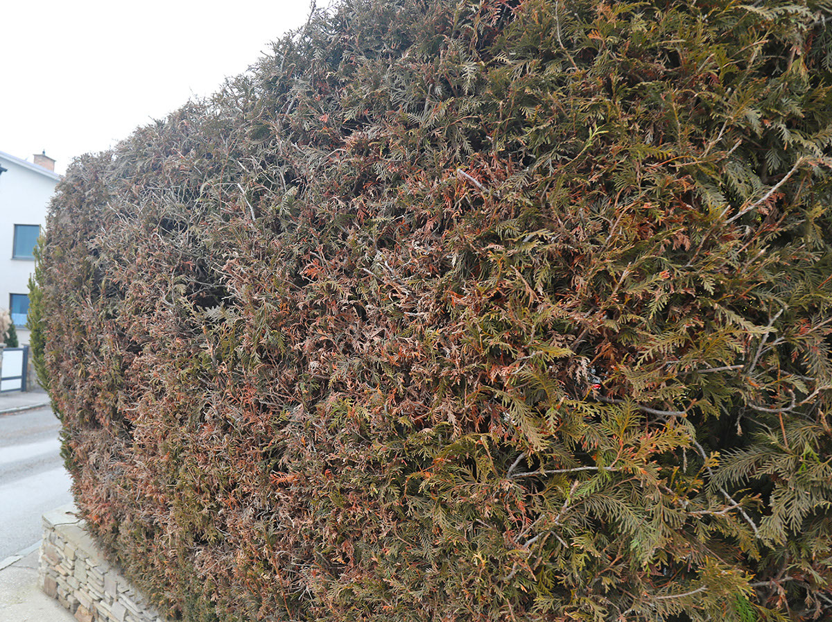 Thujen sterben – kein Grund zur Trauer - Horner Internet Zeitung
