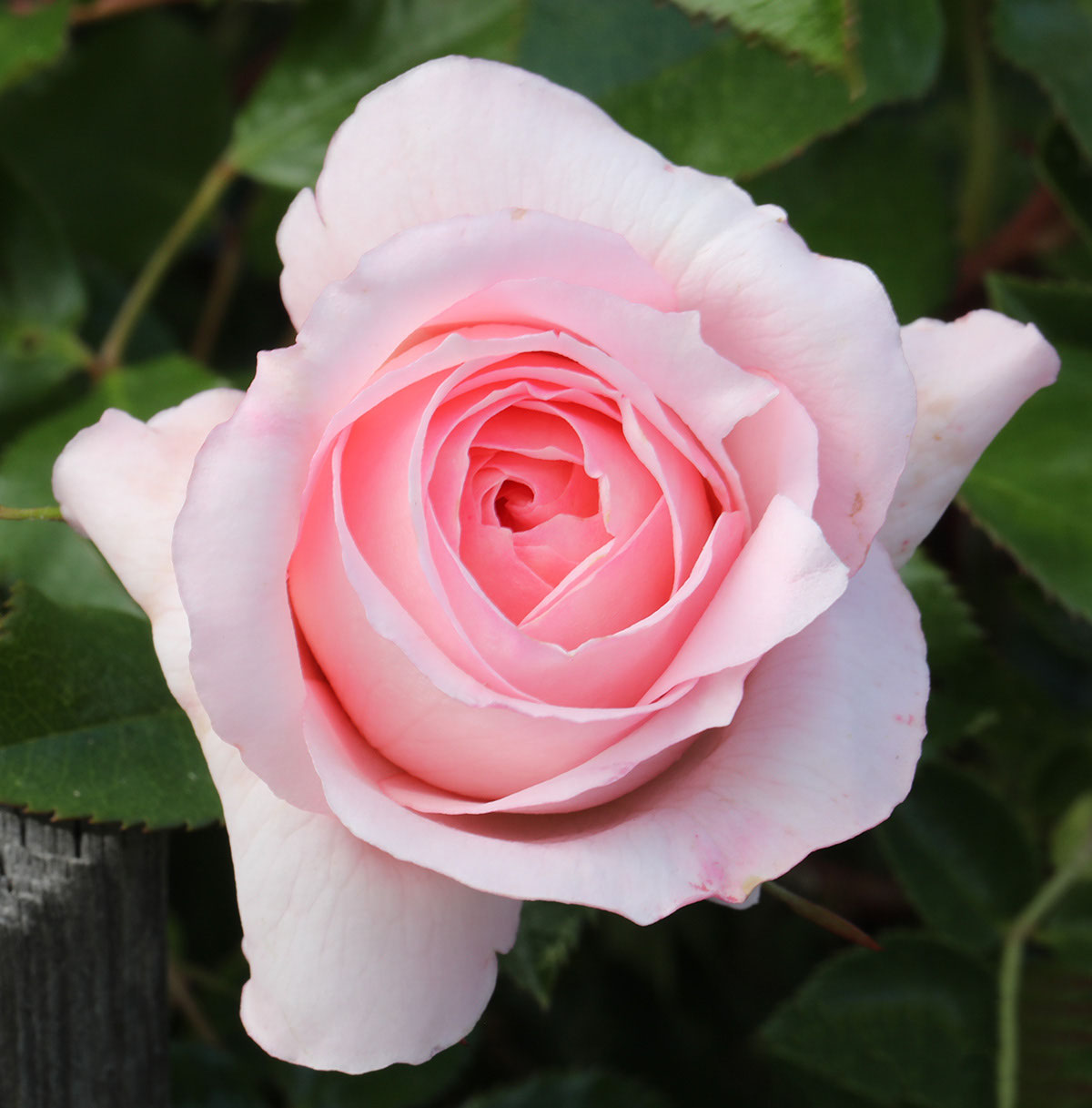 Valentinstag: Sag es durch die Rose - Horner Internet Zeitung