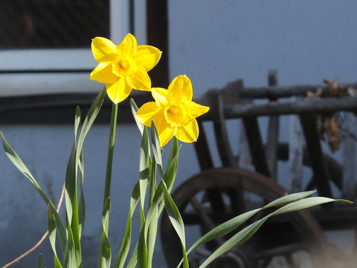 Heute beginnt der kalendarische Frühling - Natur spielt mit - Horner Internet Zeitung