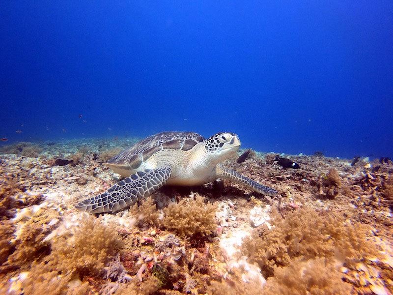 Divesites in the Gilis (Gili Trawangan, Gili Meno, Gili Air) - under ...