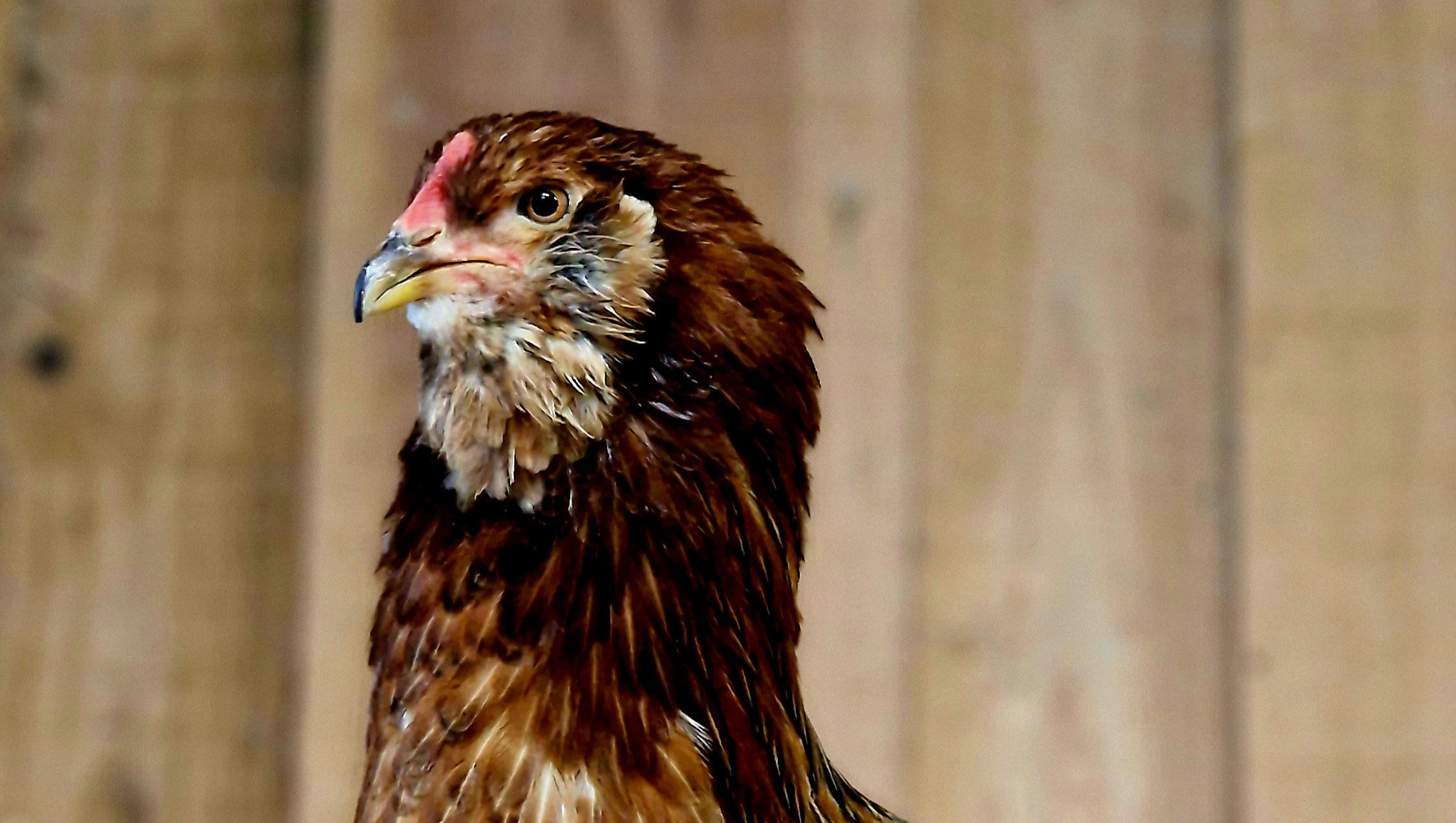 Araucana auf der Cocky Locky Farm - Naturbunte Eier von alten Hühnerrassen